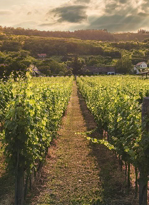 A Vinous Wonderland: Wine Guide & Vineyard Experience